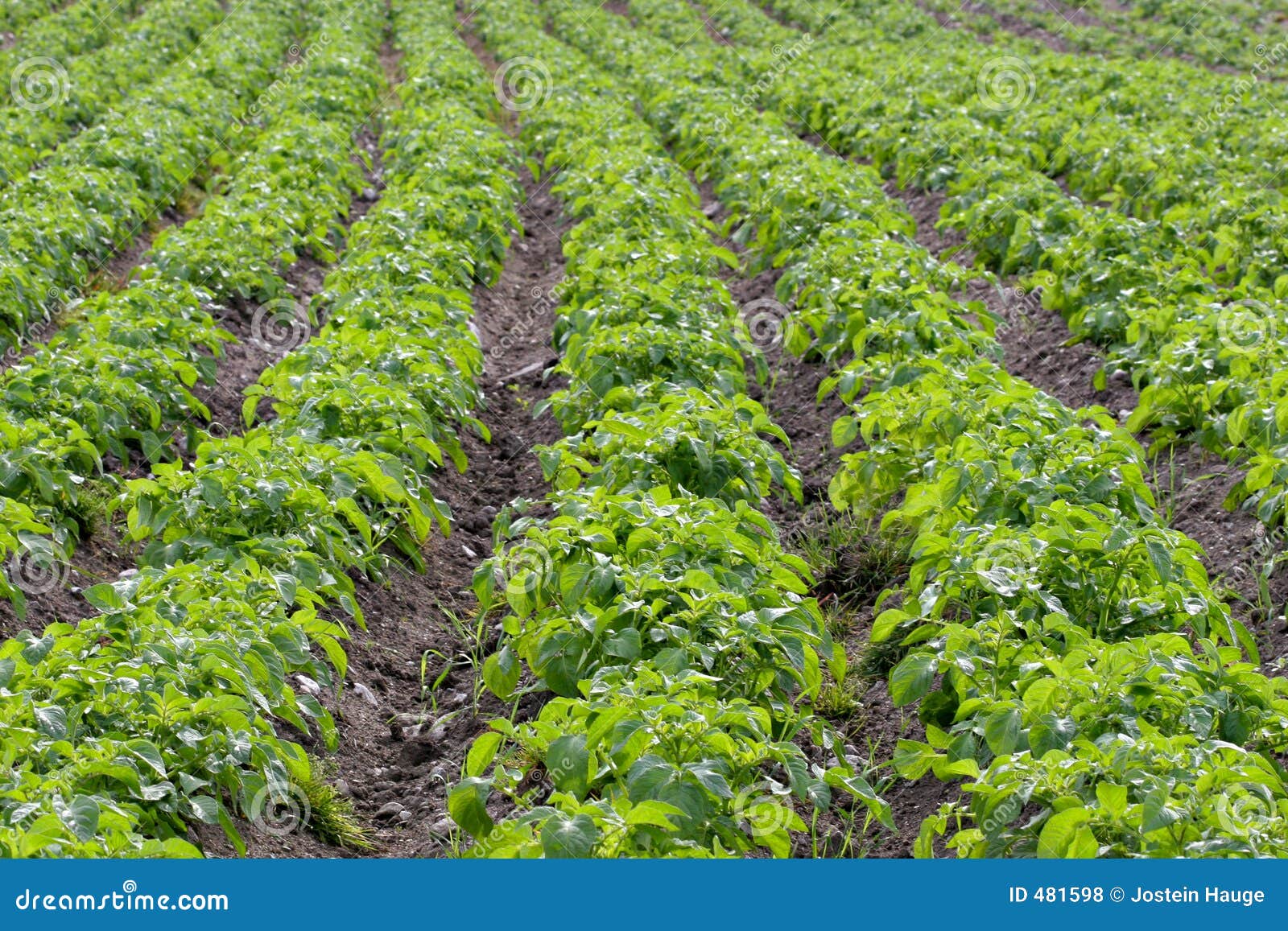 Planting Potatoes In Rows