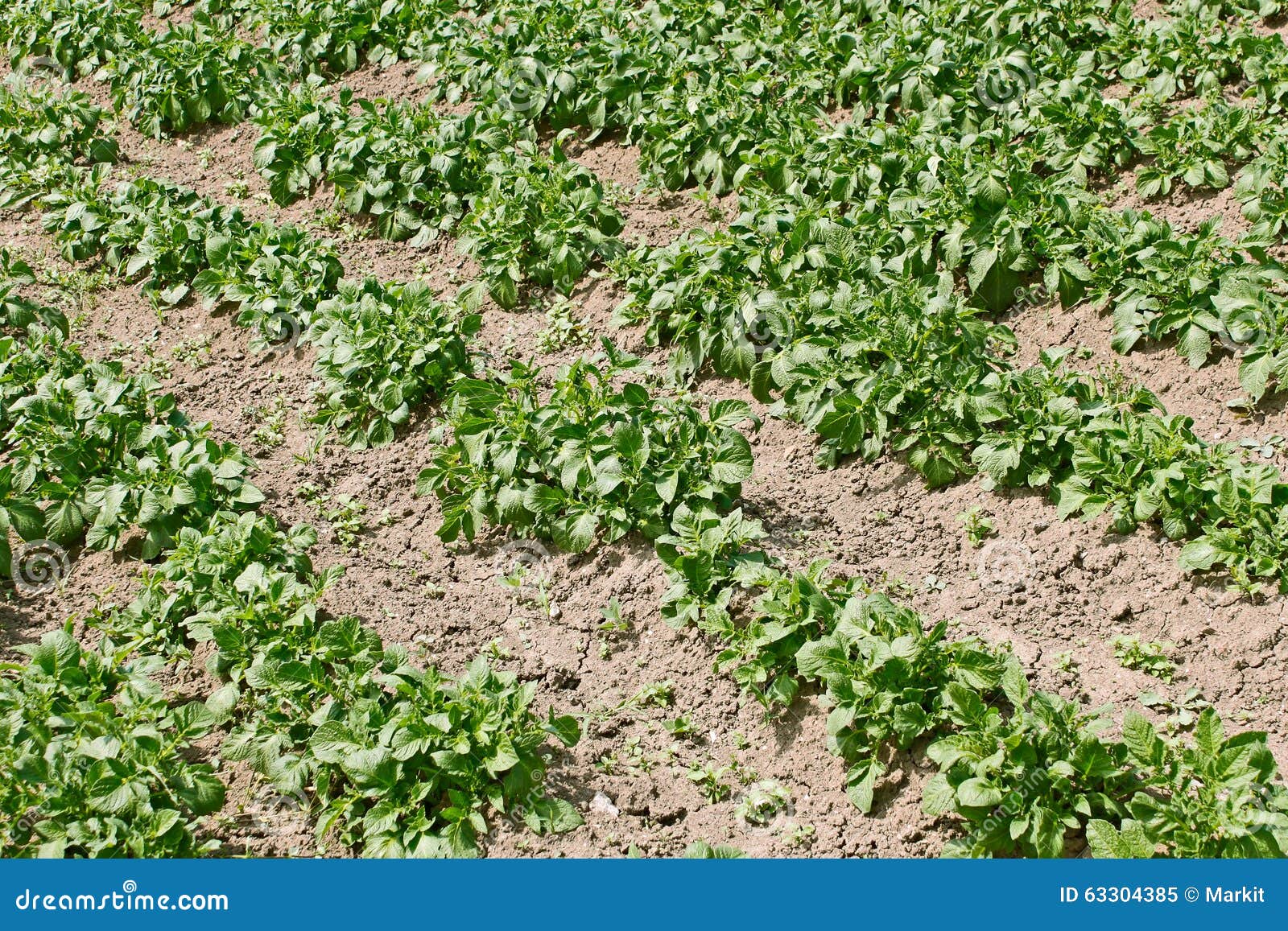 Potato rows in garden stock image. Image of industry - 63304385