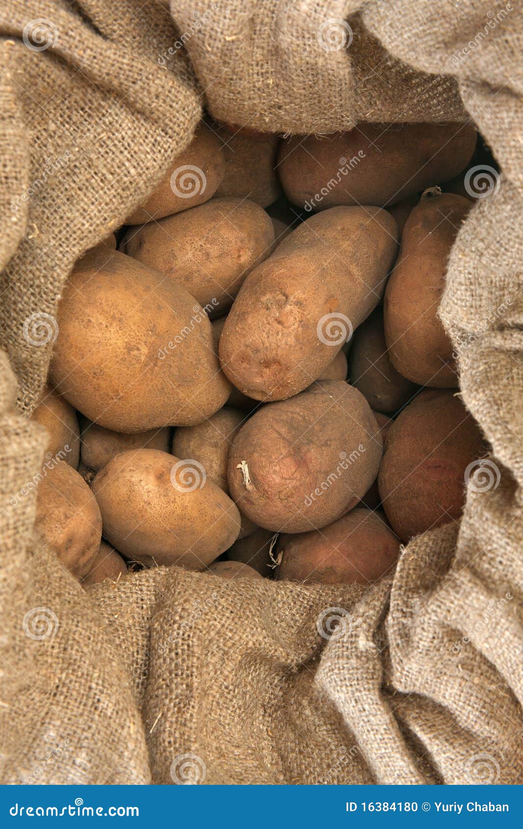 Potato in sack stock photo. Image of group, dirty, burlap - 16384180