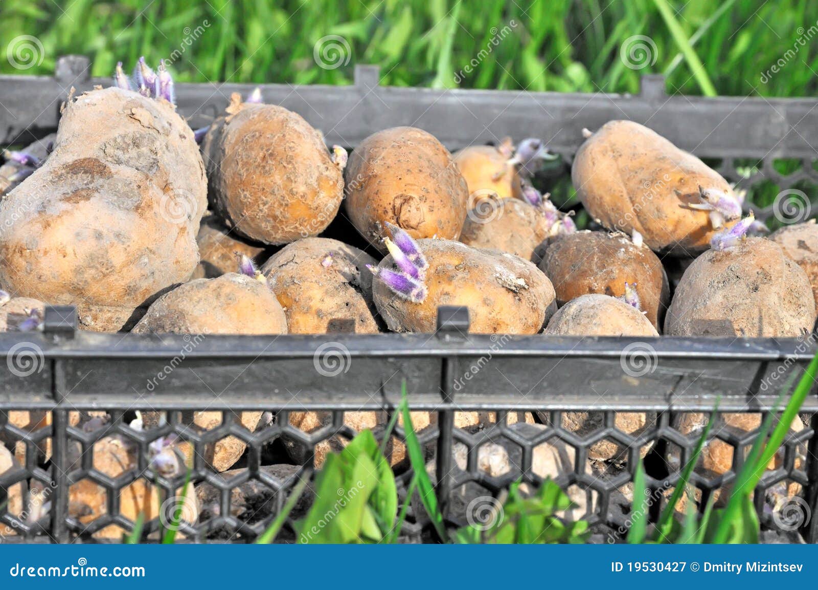 Potato seeds in a box. stock image. Image of grown, leaves - 19530427