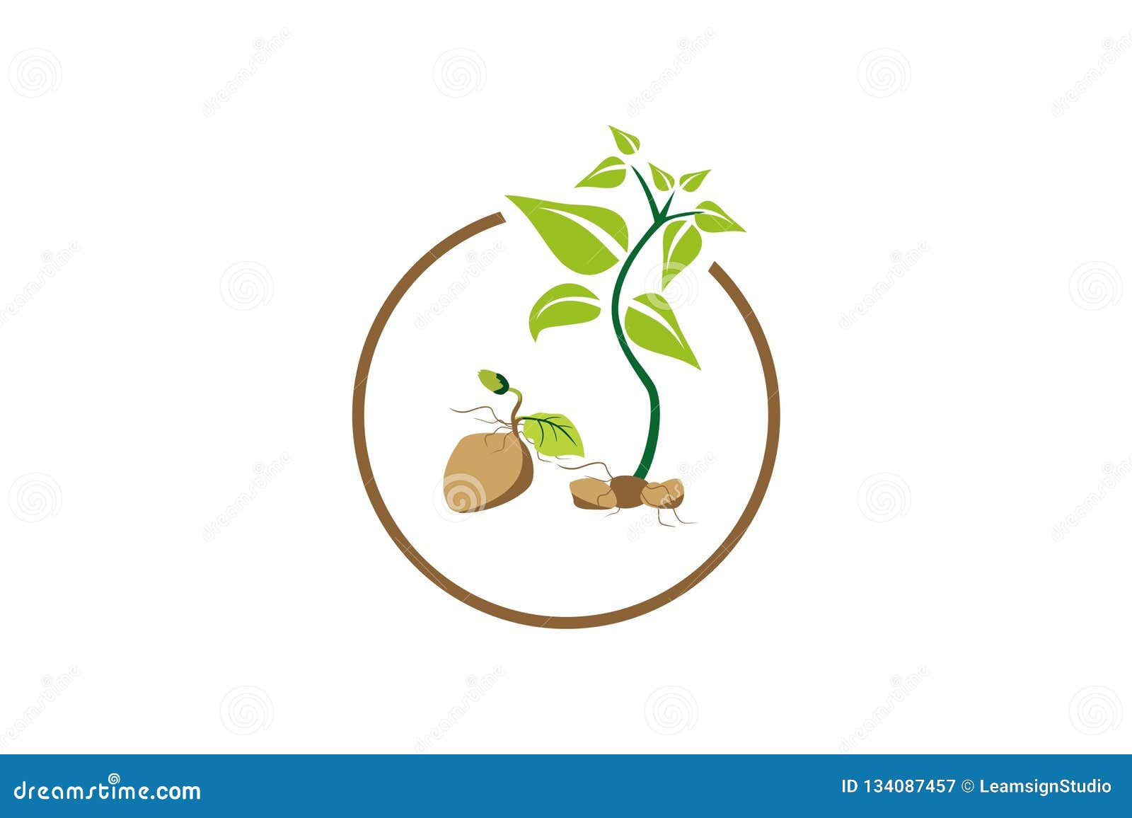 Potato seed design vector stock vector. Illustration of nature - 134087457
