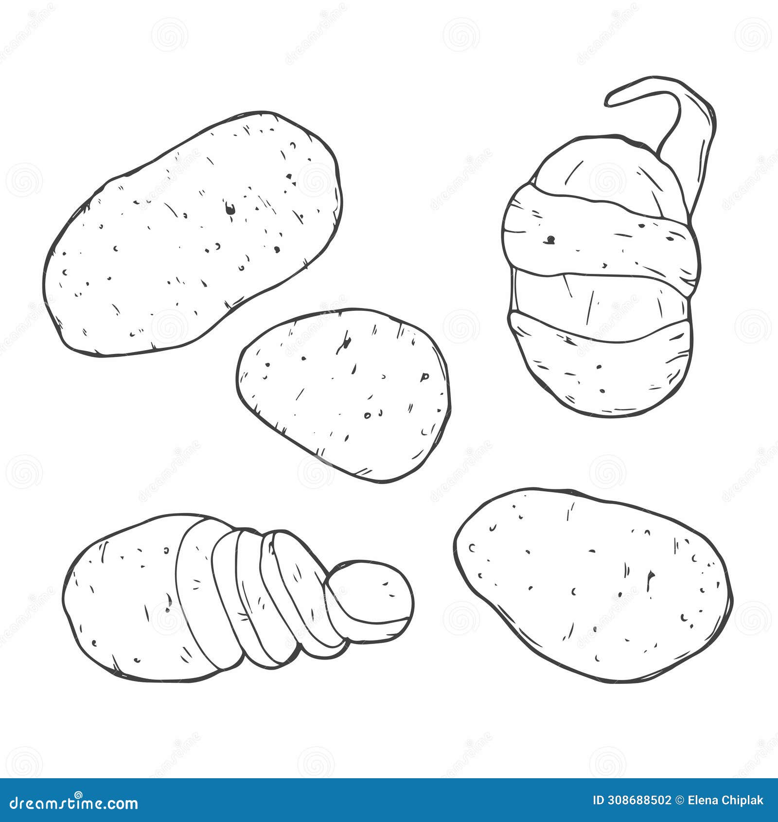 Potato Set. Hand Drawn Potatoes Vector Illustration Isolated on White ...