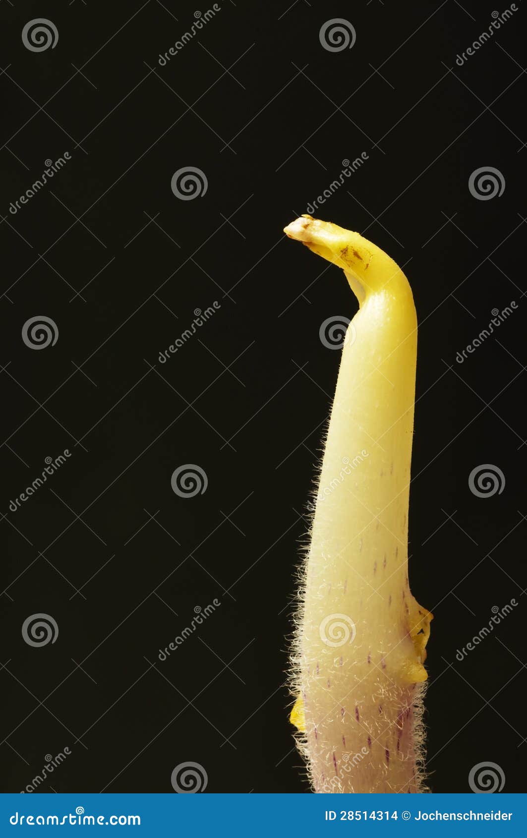 Potato shoot stock photo. Image of brown, plant, isolated - 28514314