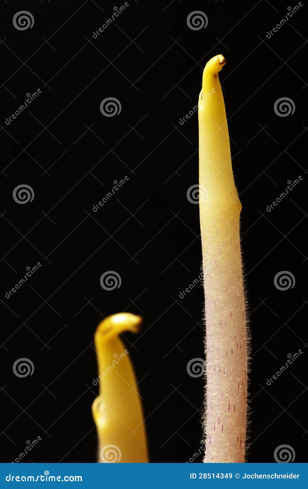 Potato shoot stock image. Image of produce, fresh, healthy - 28514349