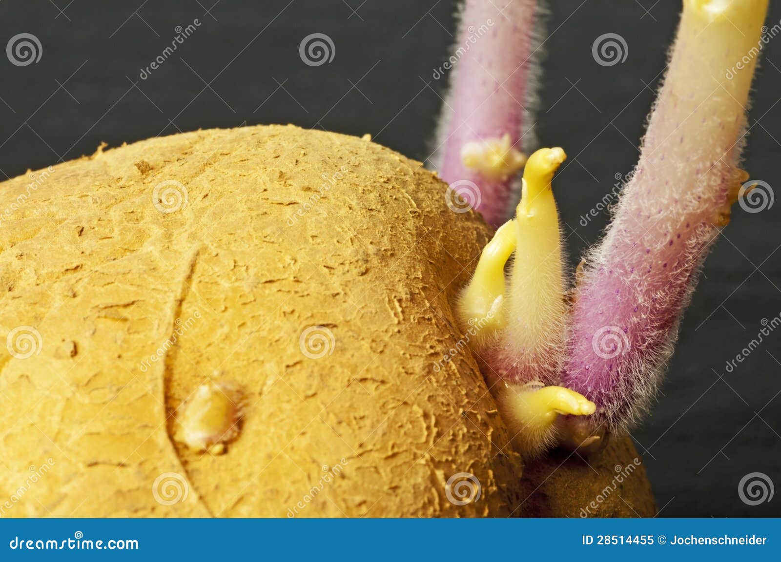 Potato shoot stock image. Image of carbohydrate, edible - 28514455