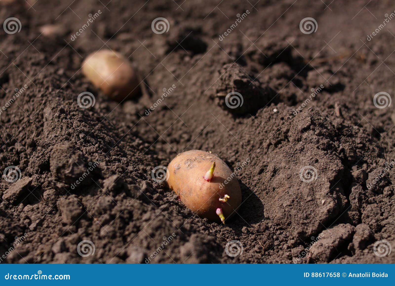 Potato is in soil stock photo. Image of growth, earth - 88617658