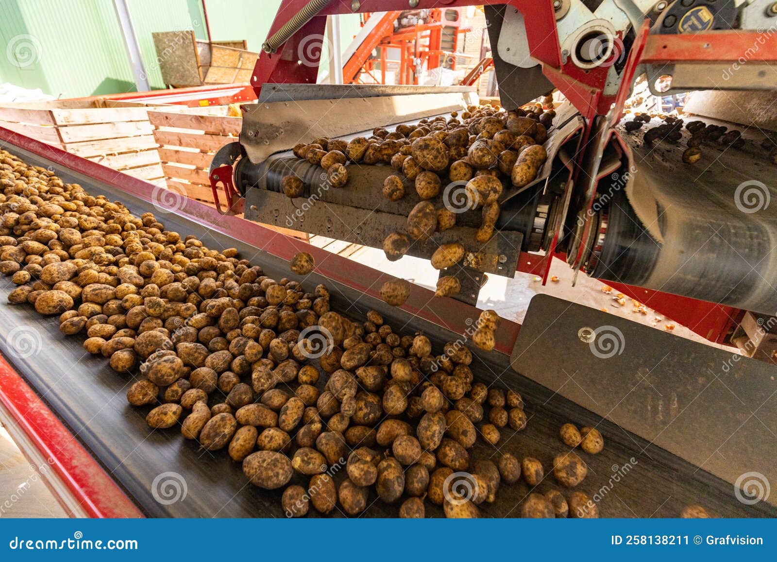 Potato sorting machine stock image. Image of automatic - 258138211