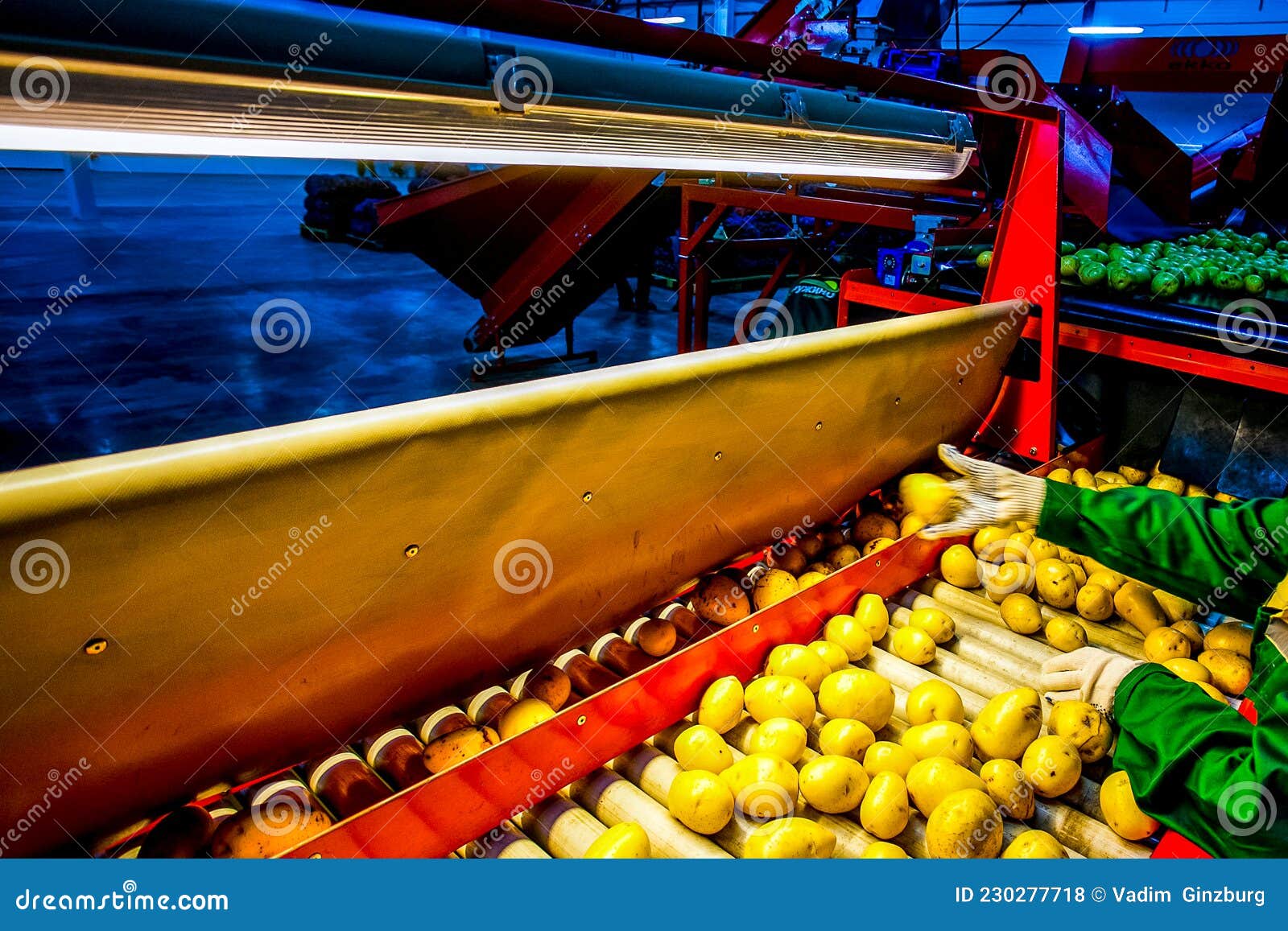 Potato Sorting and Packing at Vegetable Factory Stock Photo - Image of ...