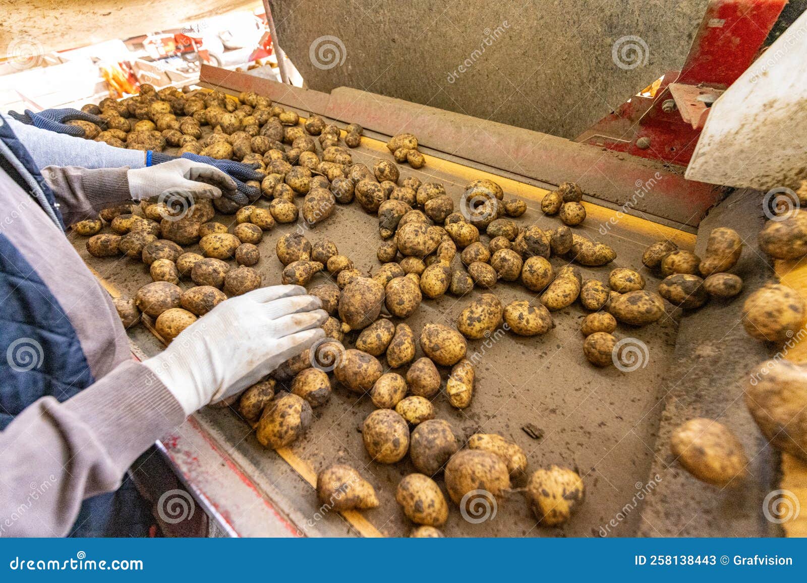 Potato sorting, processing stock image. Image of healthy - 258138443
