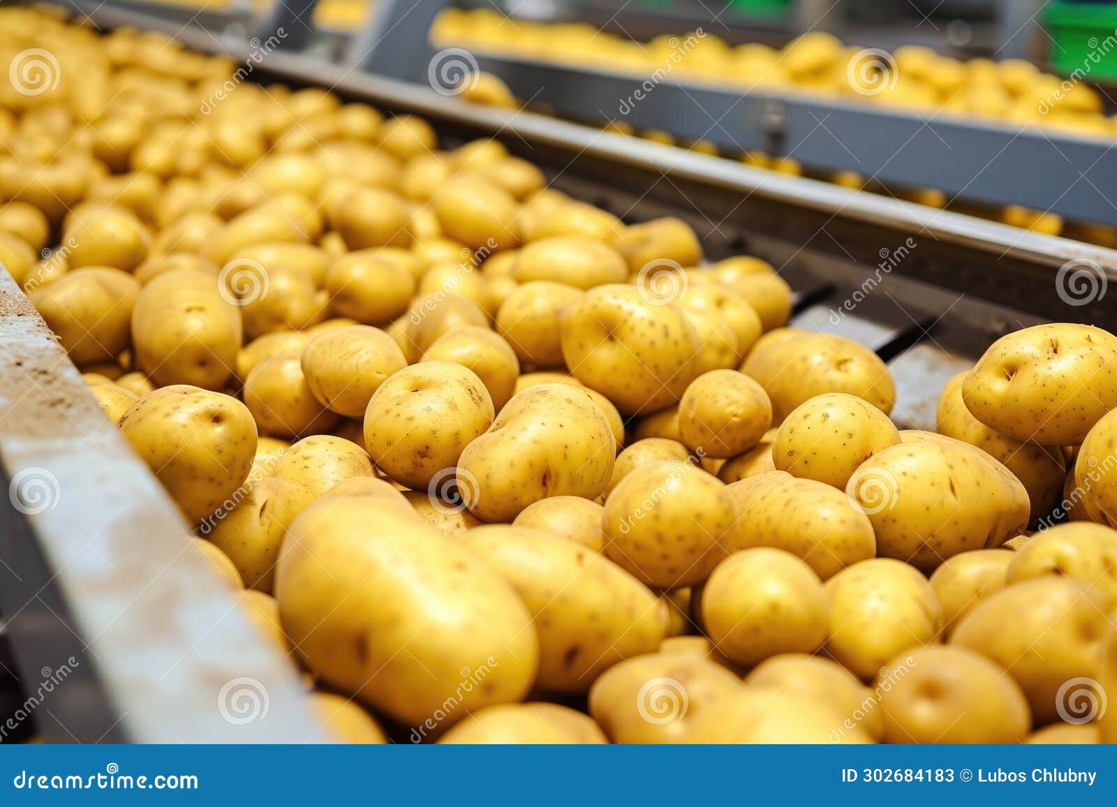 Potato Sorting, Processing and Packing Factory Stock Image - Image of ...