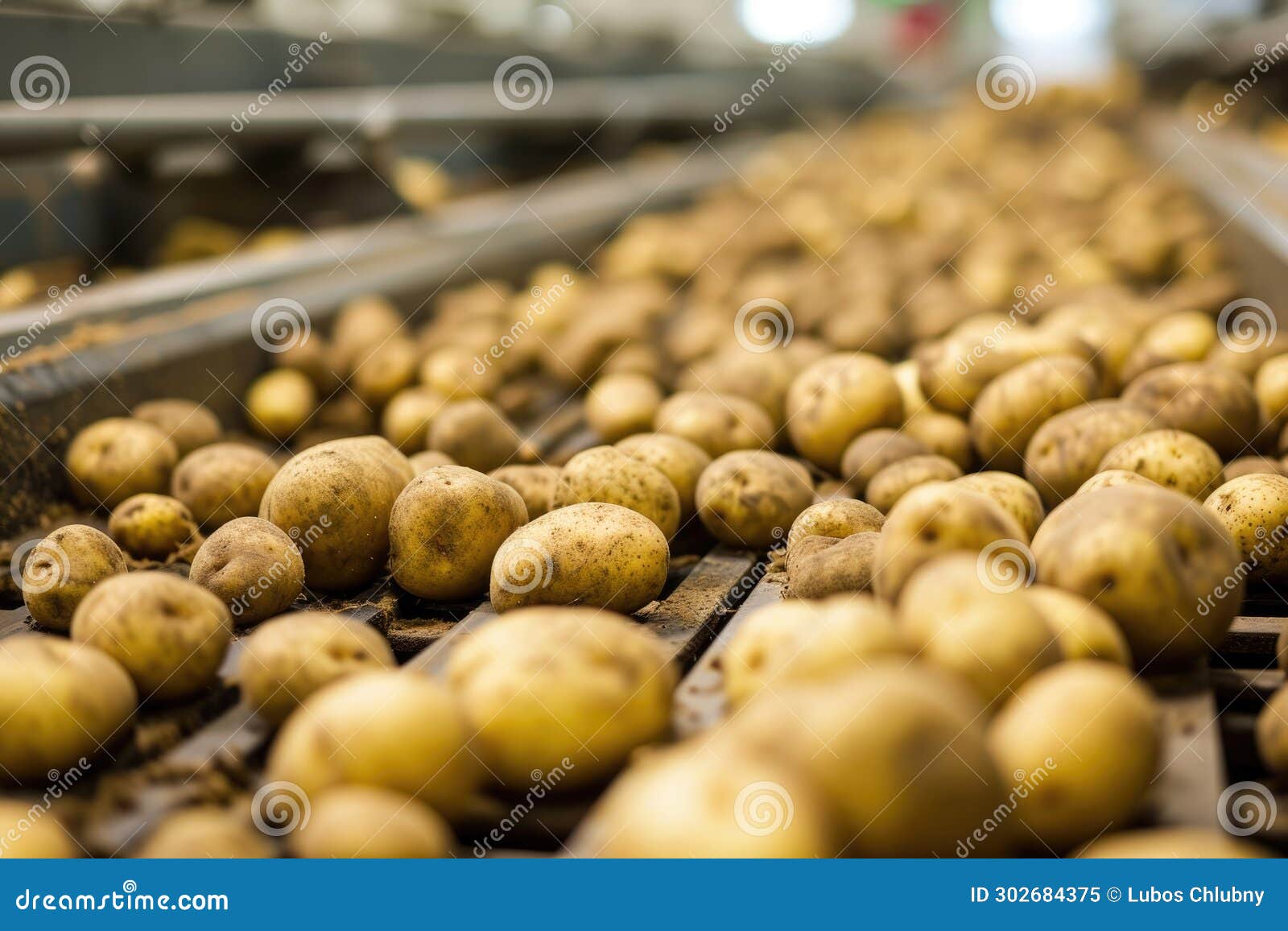 Potato Sorting, Processing and Packing Factory Stock Illustration ...