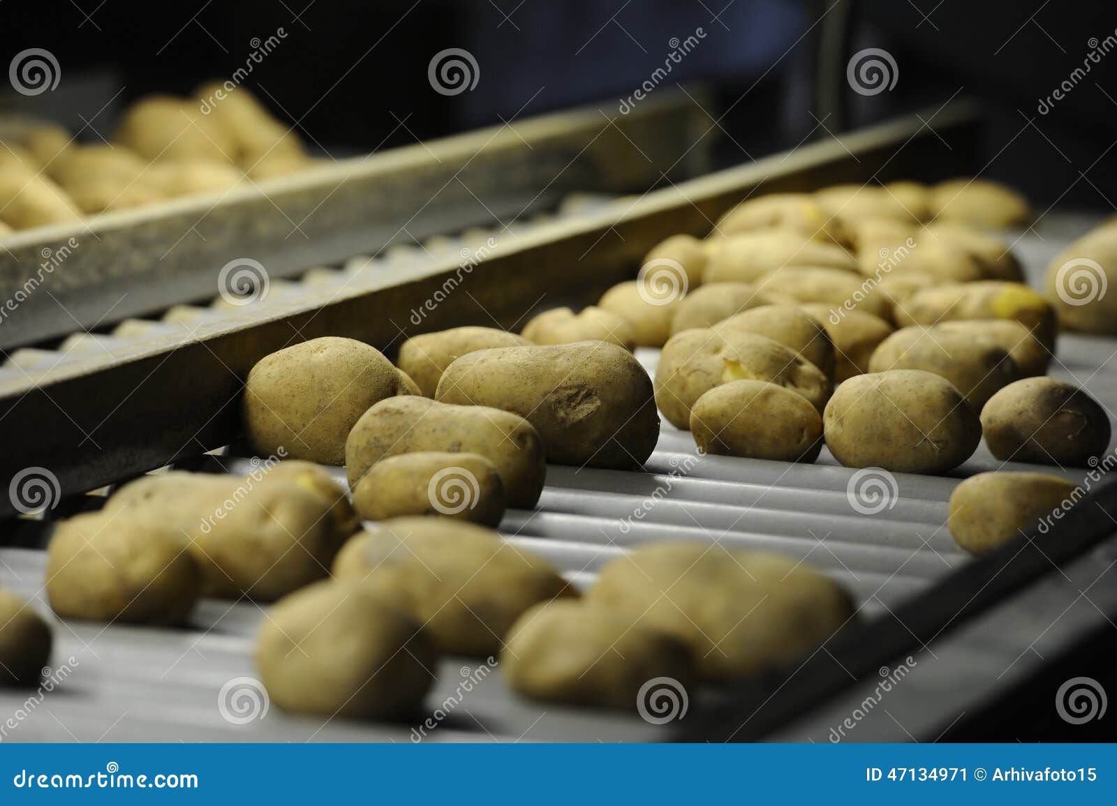 Potato stock image. Image of large, freshness, indoors - 47134971