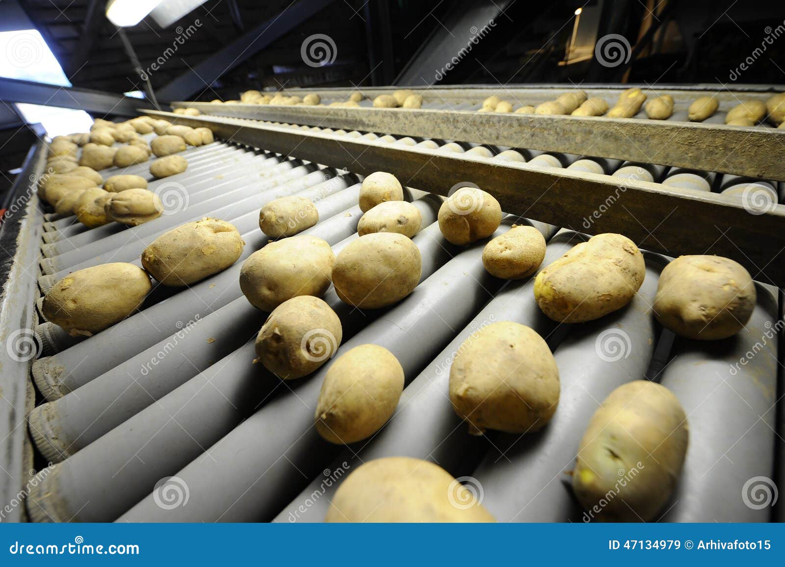 Potato stock image. Image of processing, manufacturing - 47134979