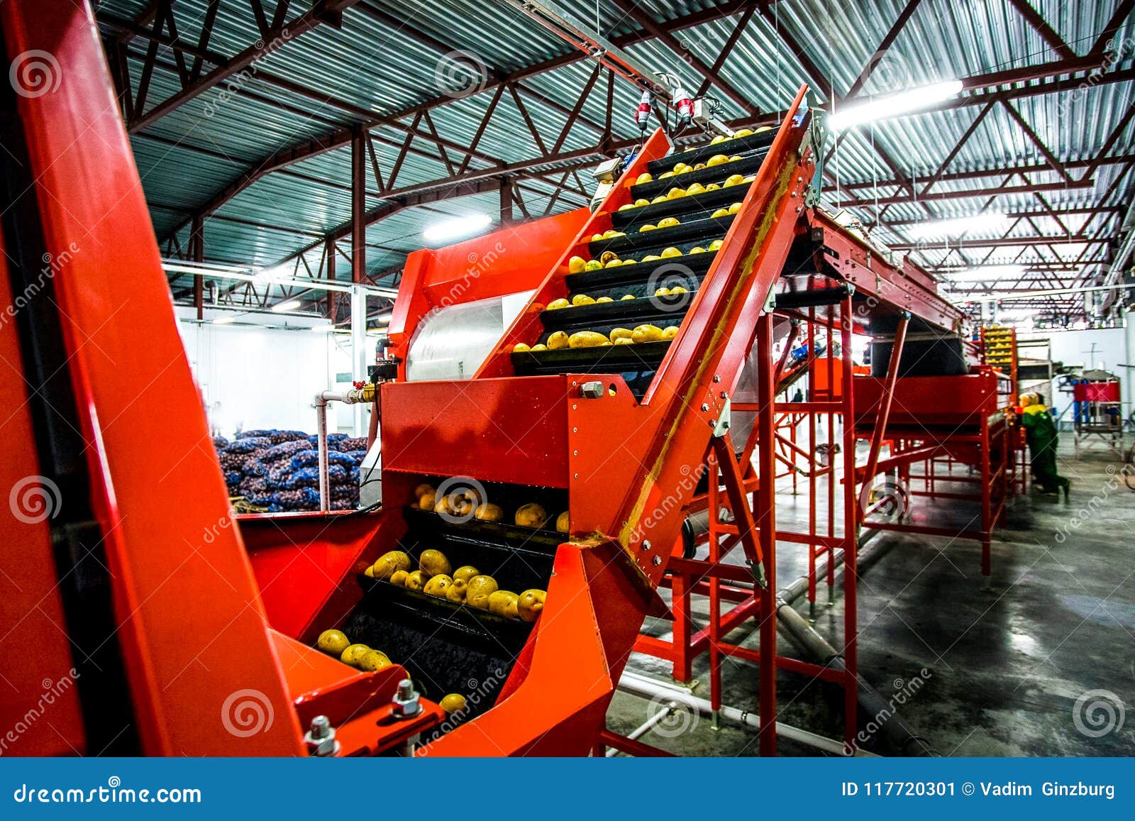 Potato Sorting, Processing and Packing Factory Stock Image - Image of ...