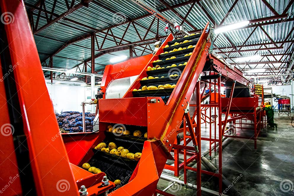 Potato Sorting, Processing and Packing Factory Stock Image - Image of ...