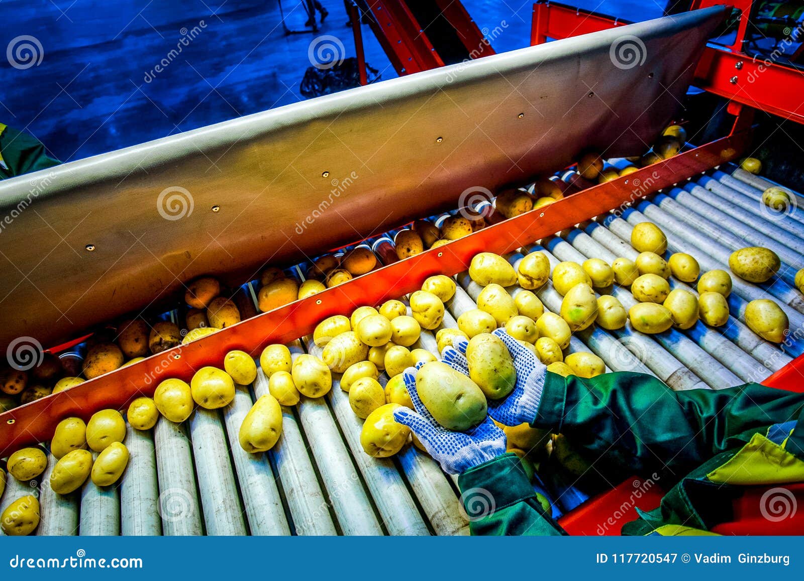 Potato Sorting, Processing and Packing Factory Stock Image - Image of ...