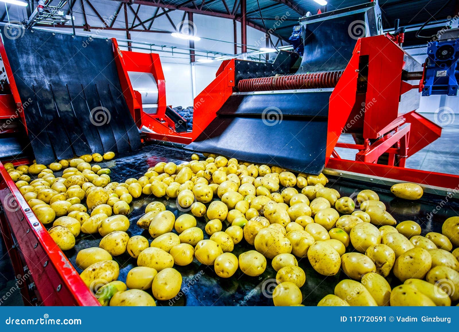 Potato Sorting, Processing and Packing Factory Stock Image - Image of ...