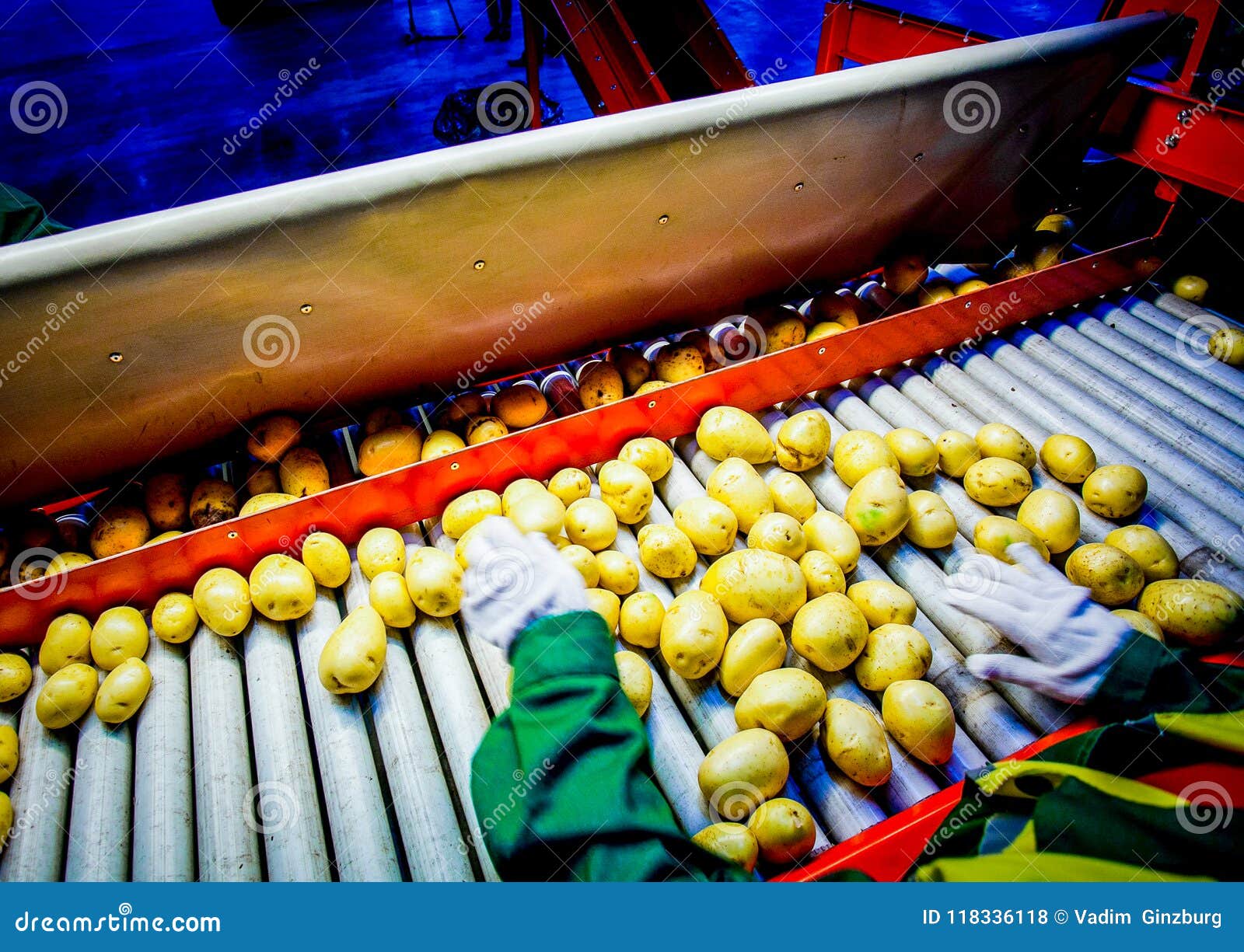 Potato Sorting, Processing and Packing Factory Stock Photo - Image of ...