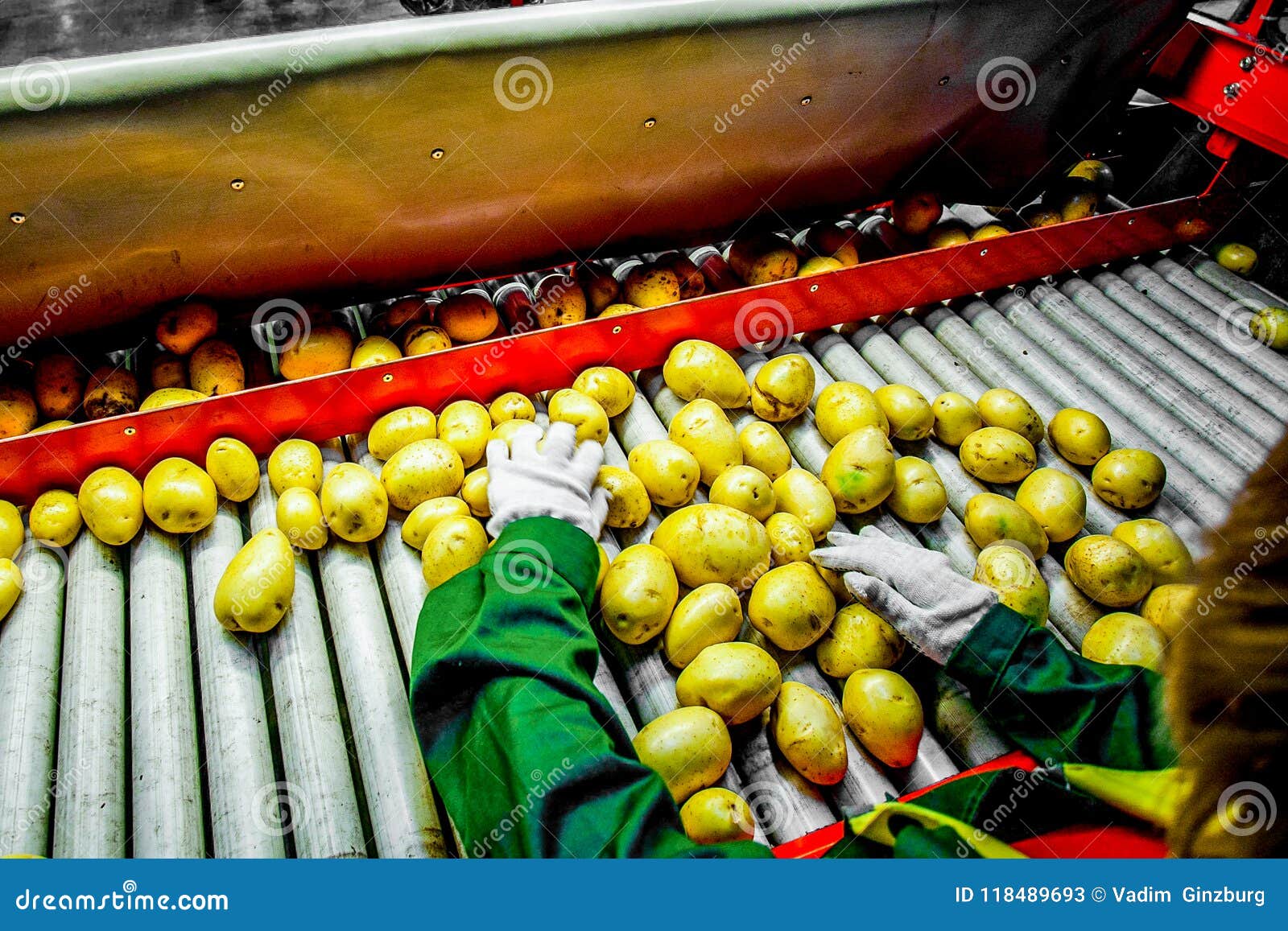 Potato Sorting, Processing and Packing Factory Stock Image - Image of equipment, business: 118489693