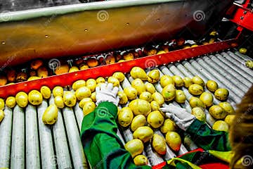 Potato Sorting, Processing and Packing Factory Stock Image - Image of ...