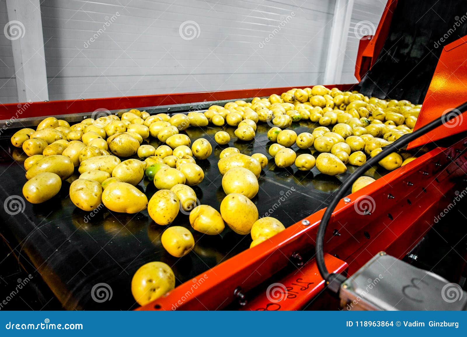 Potato Sorting, Processing and Packing Factory Stock Photo - Image of ...