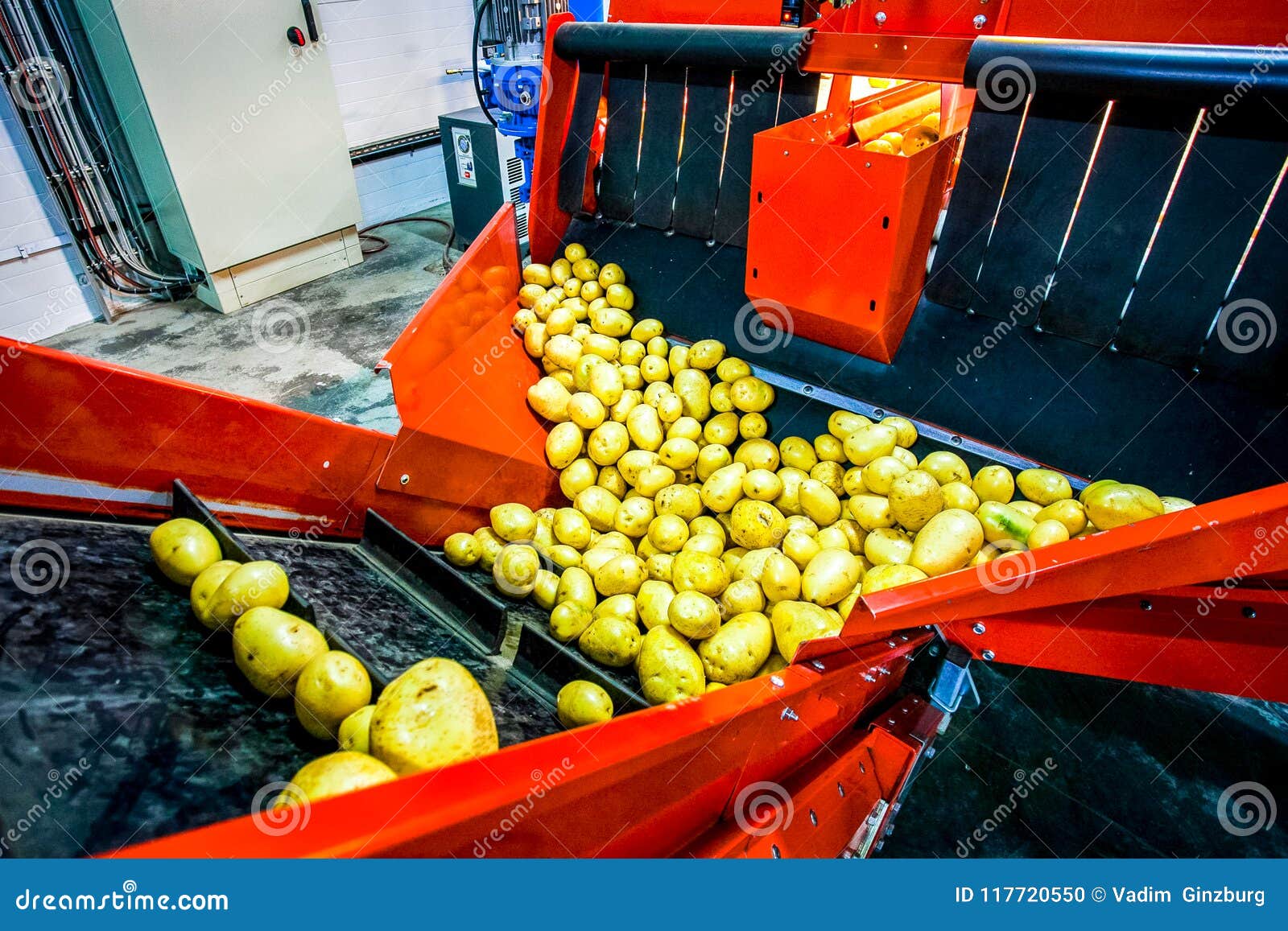 Potato Sorting, Processing and Packing Factory Stock Photo - Image of ...