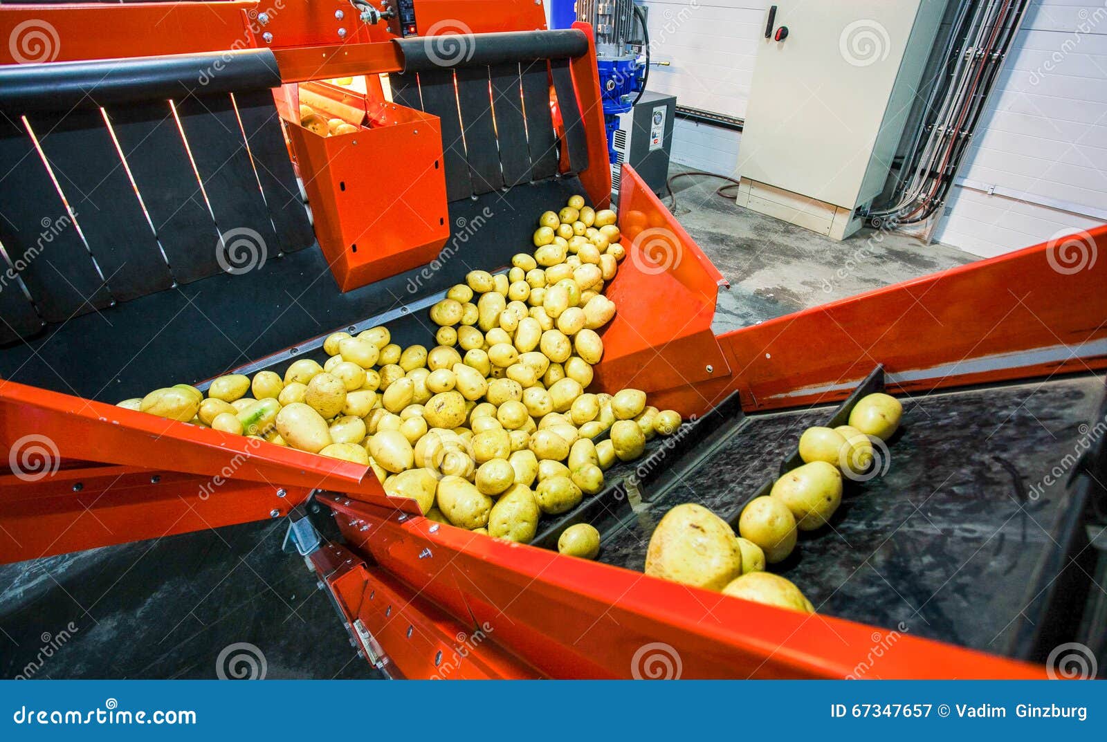 Potato Sorting, Processing and Packing Factory Stock Image - Image of ...