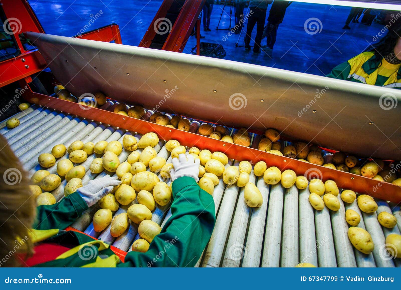 Potato Sorting, Processing and Packing Factory Stock Image - Image of ...