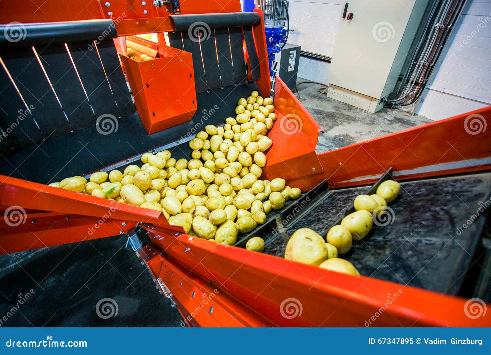 Potato Sorting, Processing and Packing Factory Stock Image - Image of ...