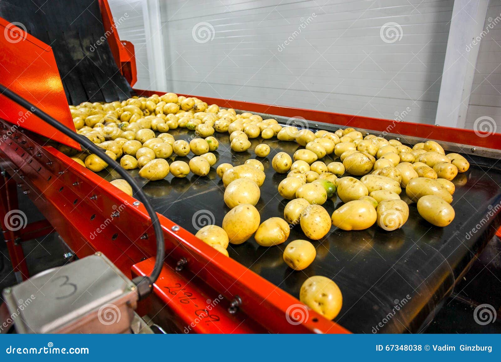 Potato Sorting, Processing and Packing Factory Stock Photo - Image of ...
