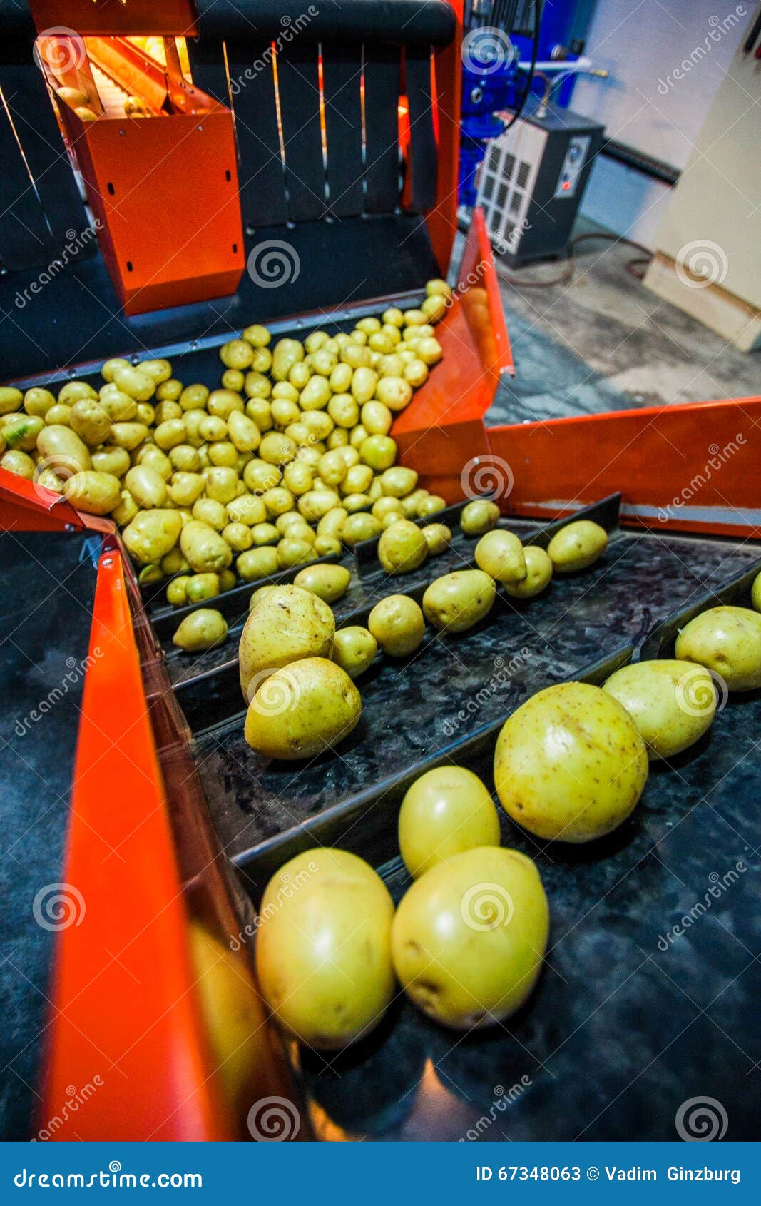 Potato Sorting, Processing and Packing Factory Stock Image - Image of ...
