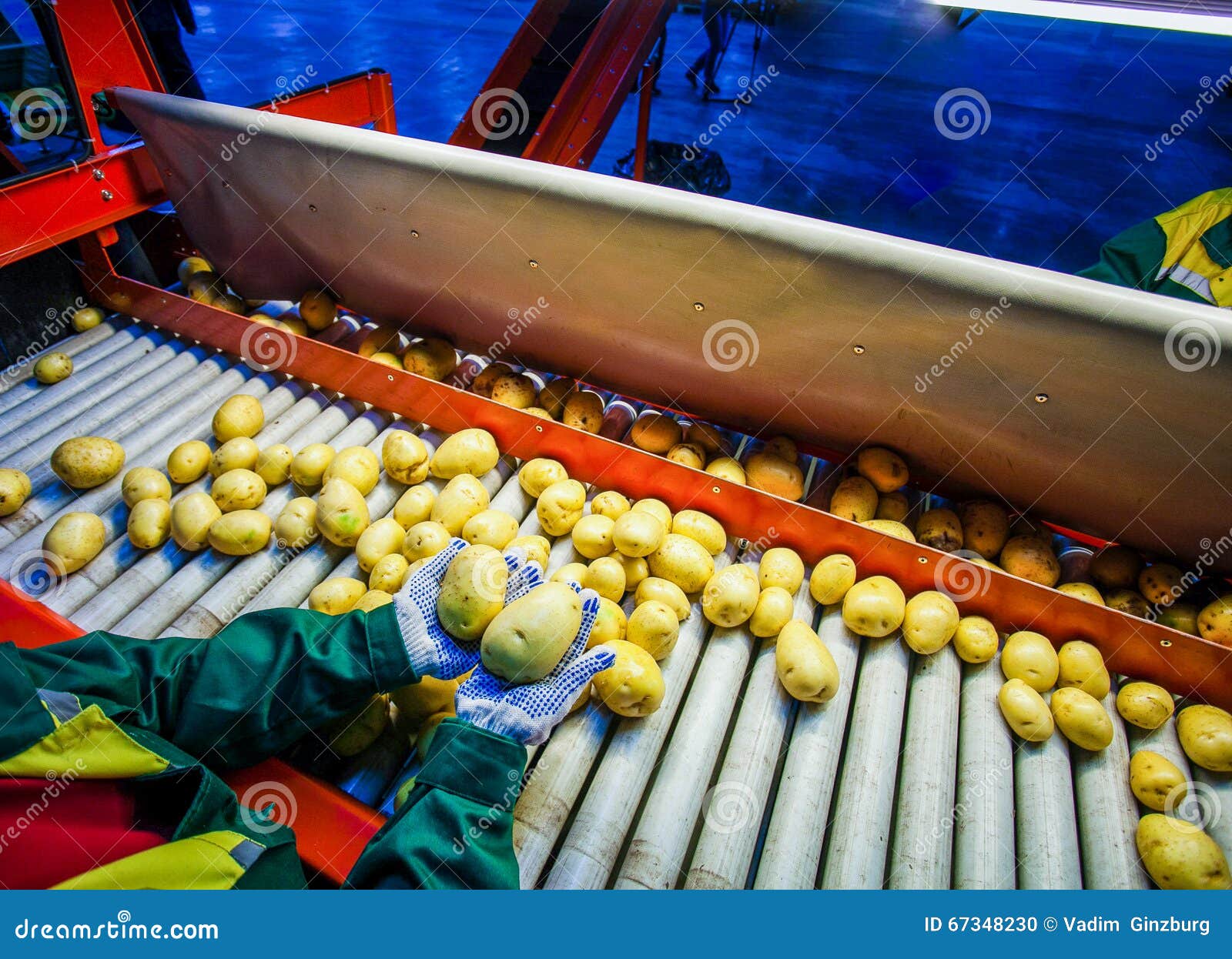 Potato Sorting, Processing and Packing Factory Stock Photo - Image of ...