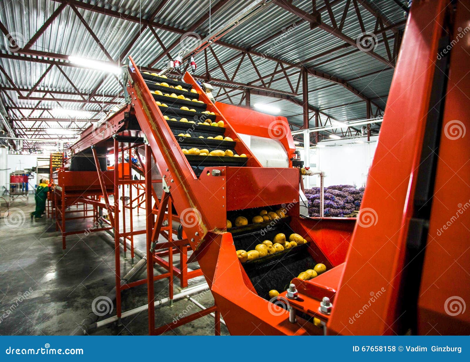 Potato Sorting, Processing and Packing Factory Stock Photo - Image of ...