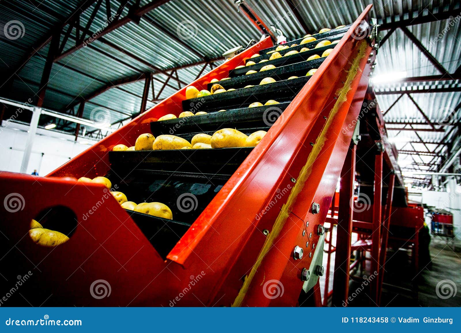 Potato Sorting, Processing and Packing Factory Stock Photo - Image of ...