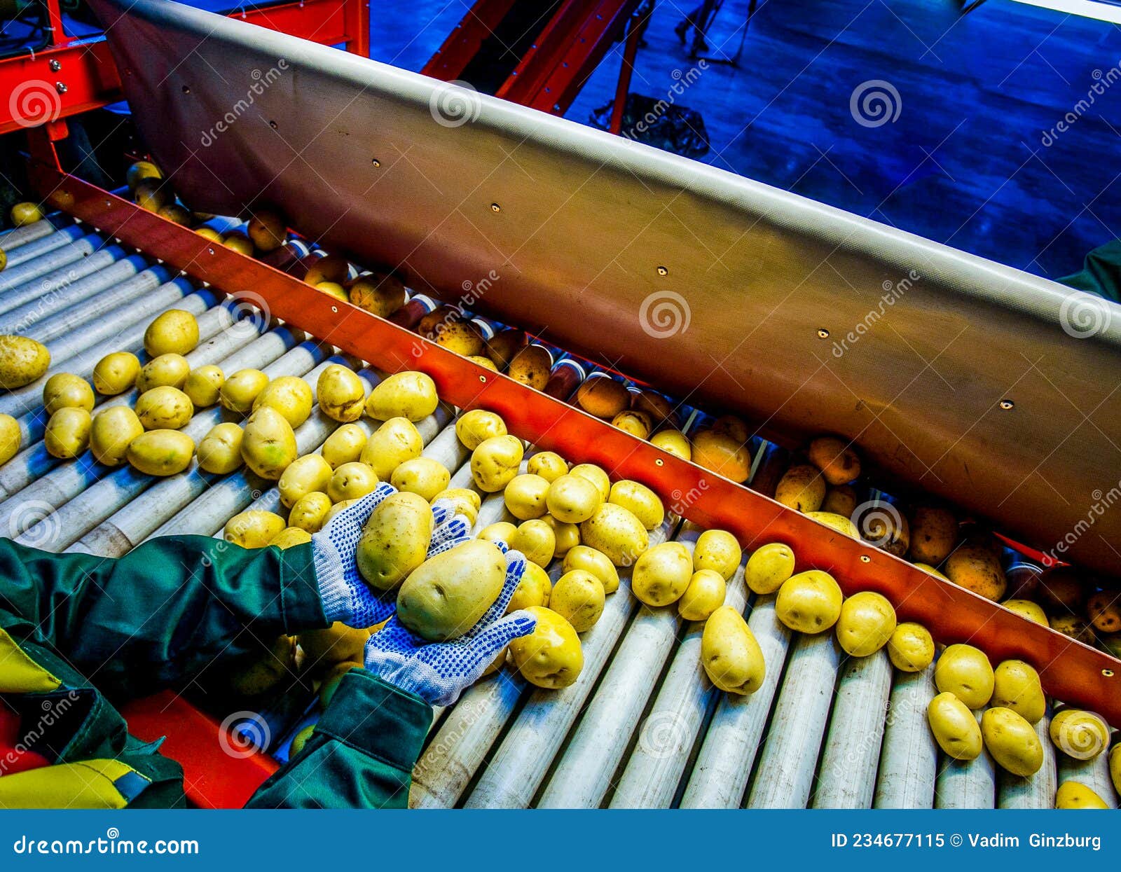 Potato Sorting, Processing and Packing on Food Factory Stock Image ...
