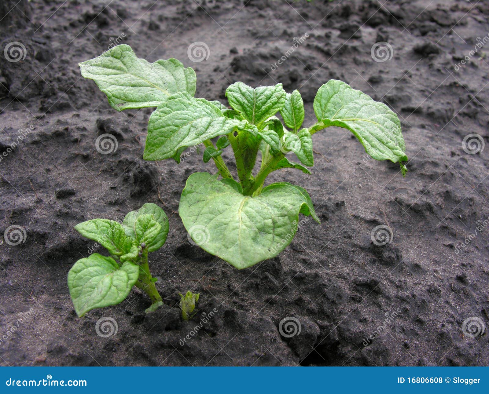 Potato sprout stock photo. Image of agriculture, earth - 16806608