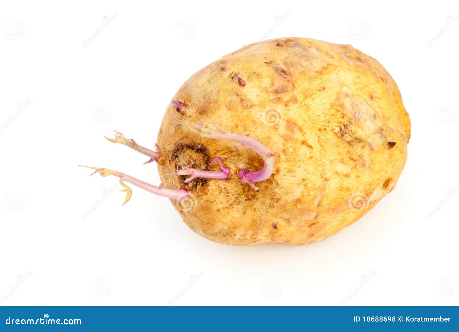Potato Sprout stock photo. Image of kitchen, grocery - 18688698