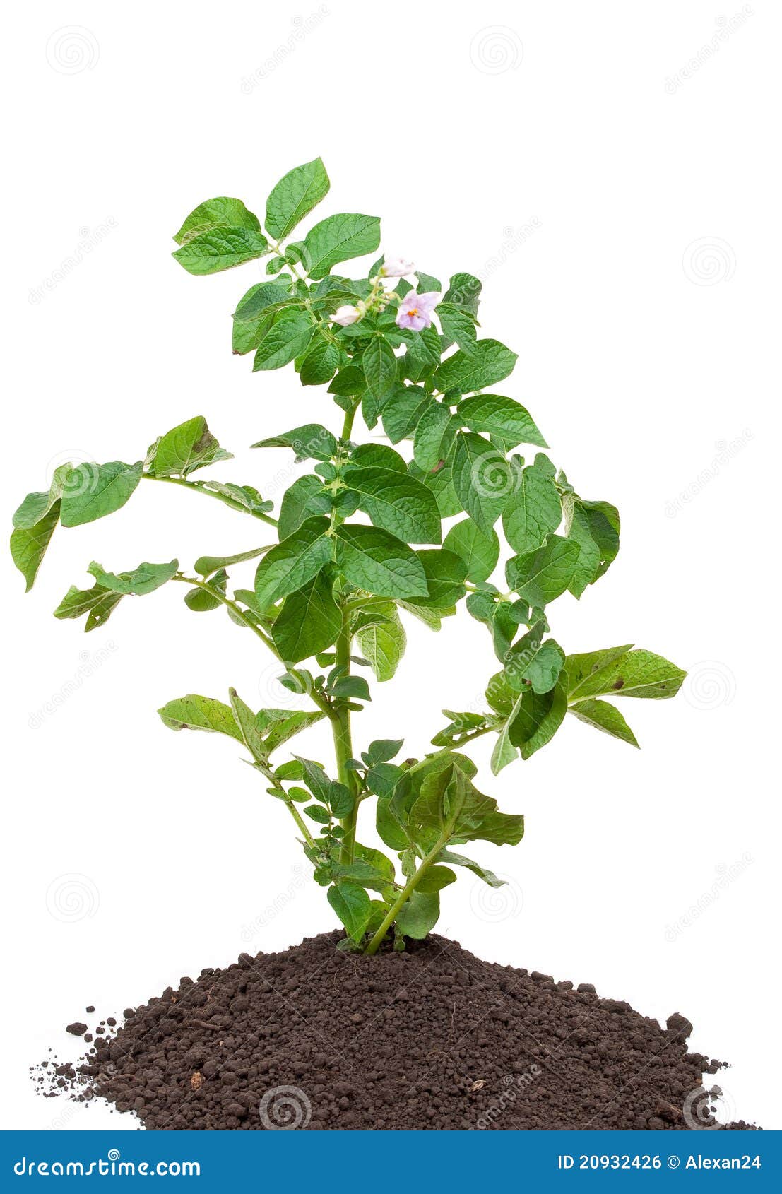 Potato sprout stock photo. Image of farming, summer, vegetable - 20932426