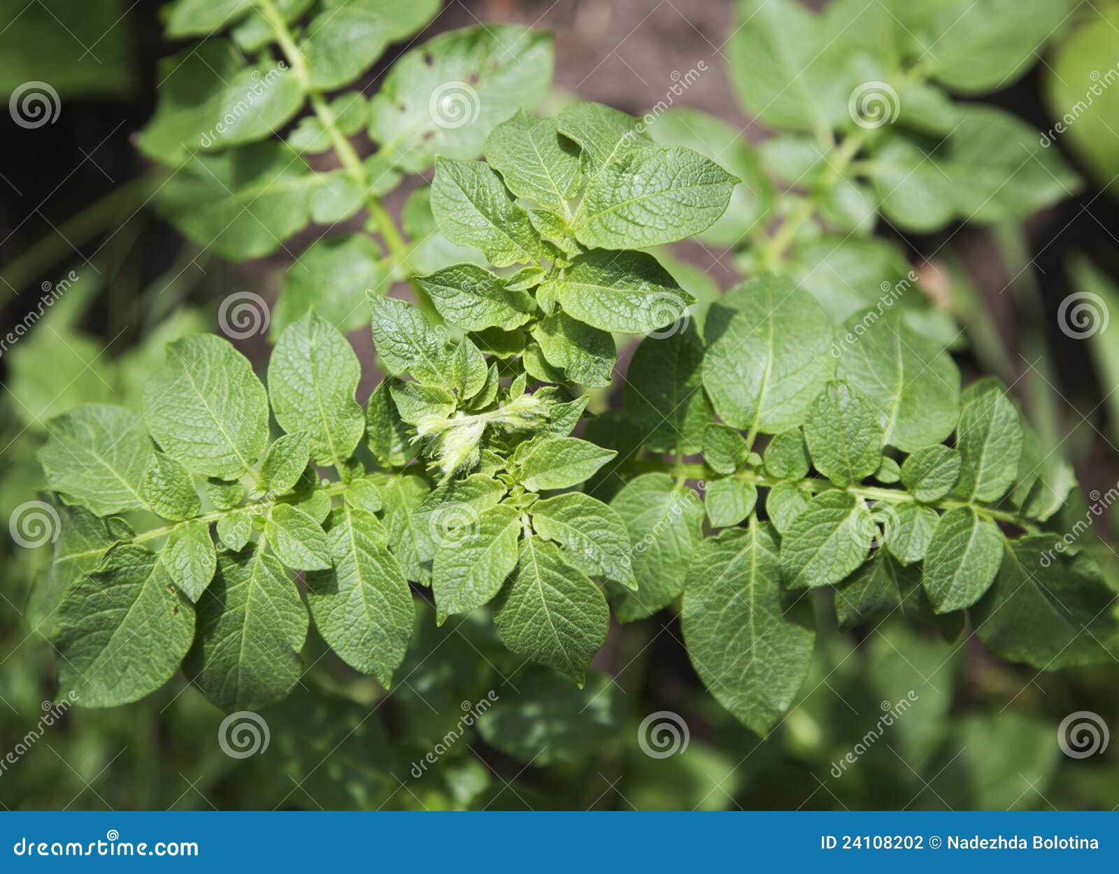 Potato sprout stock photo. Image of grow, garden, cultivation - 24108202