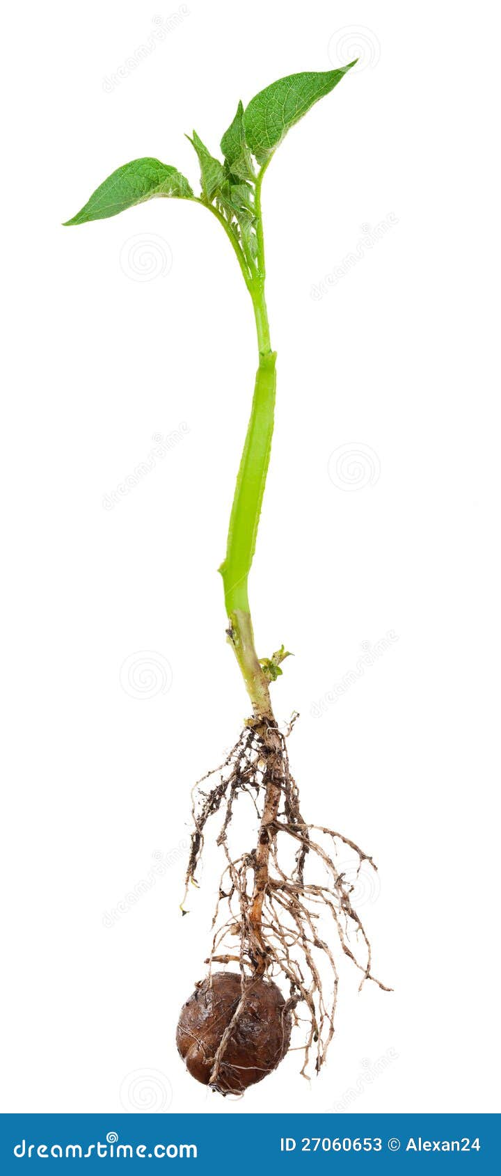 Potato sprout stock image. Image of nature, flora, cultivation - 27060653