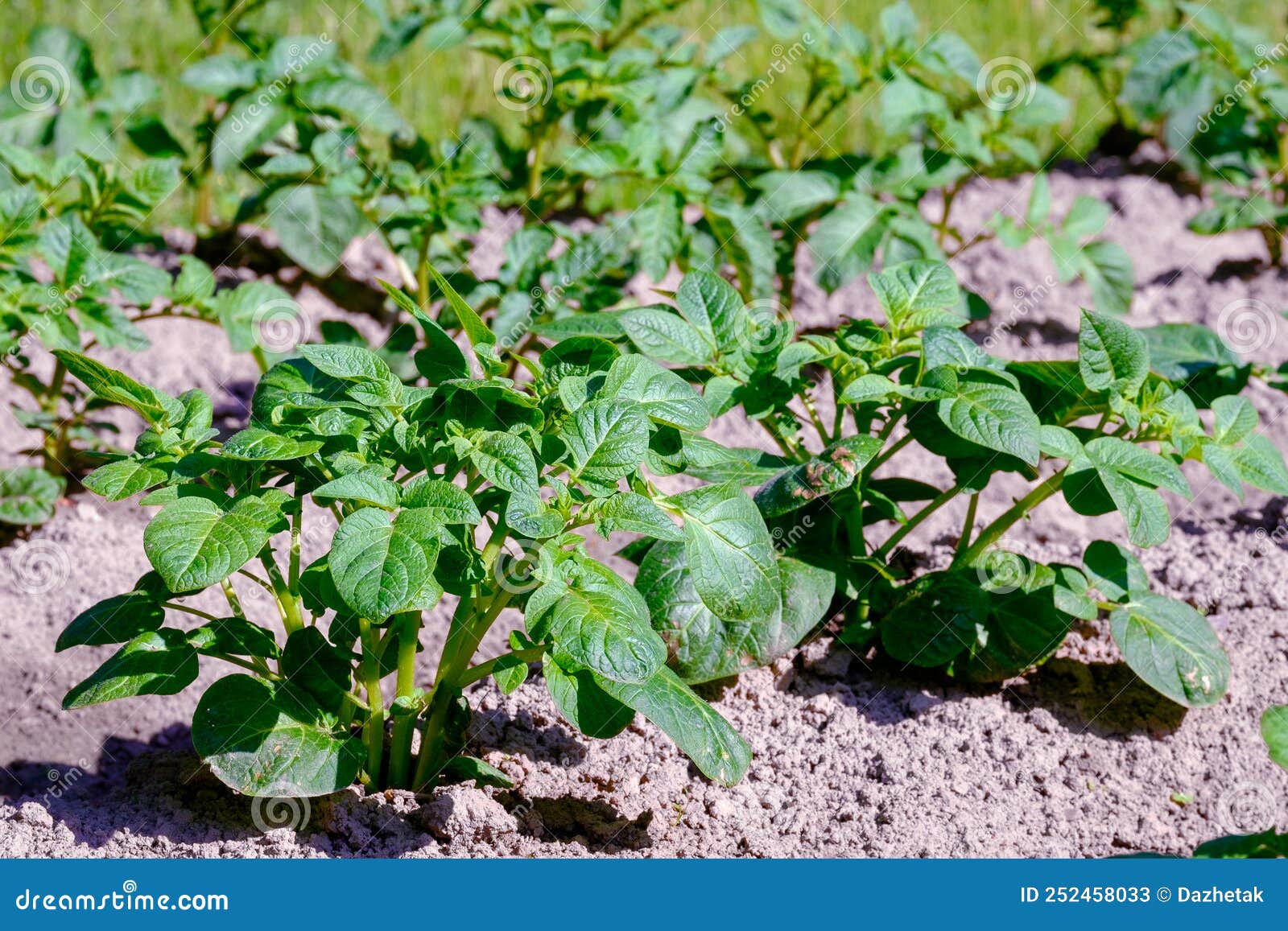 Potato. Sprouts of Potato Plants in Field Stock Image - Image of earth ...
