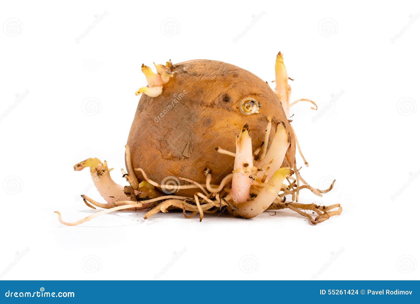 Potato with Sprouts and Roots on White Background Stock Photo - Image ...