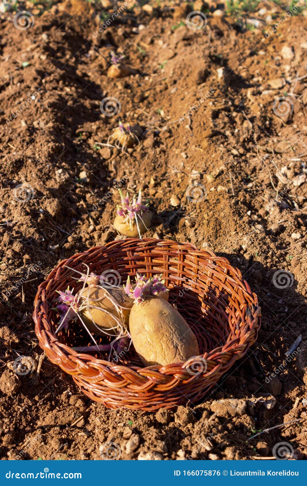 Potato Sprouts. Sprouting Seed Potatoes Ready for Planting Stock Photo ...