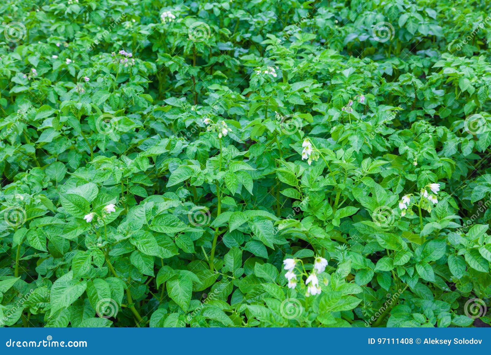 Potato stalks stock photo. Image of footstalk, green - 97111408