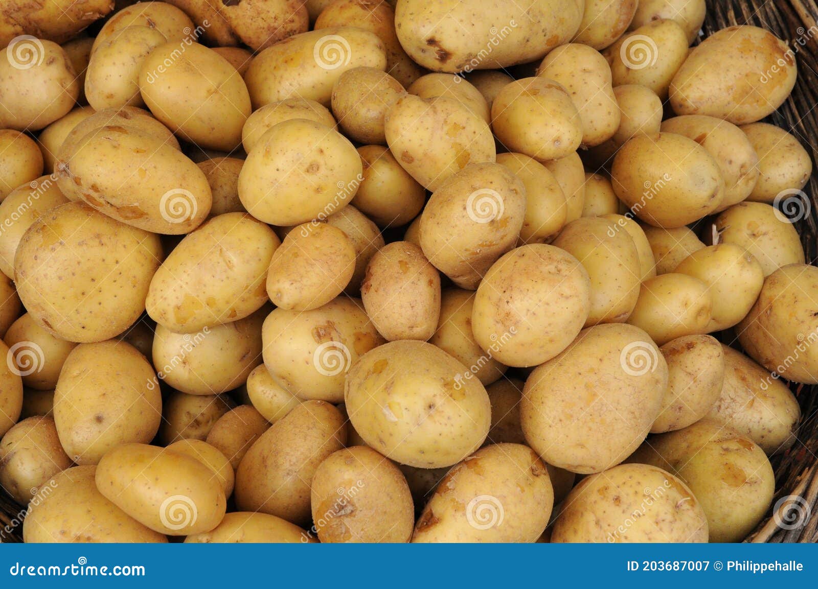 Close up of potato stock image. Image of organic, vegetable - 203687007
