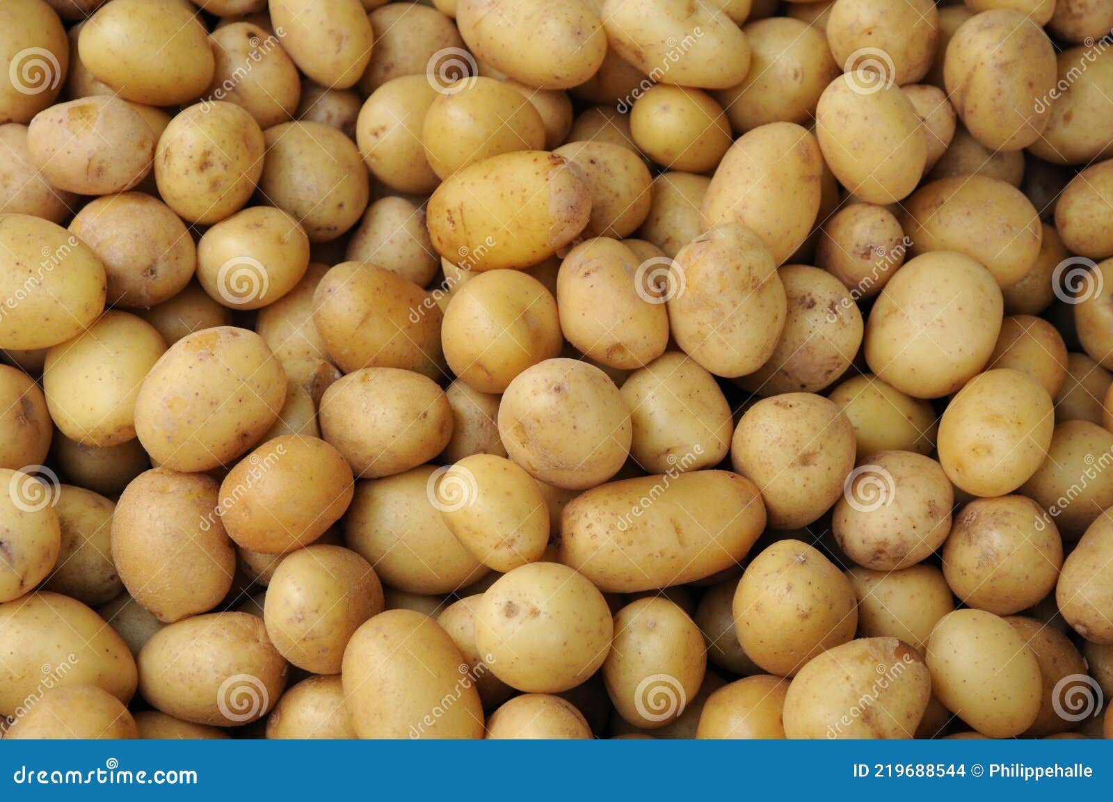 Stall of potatoes stock photo. Image of potato, vegetable - 219688544