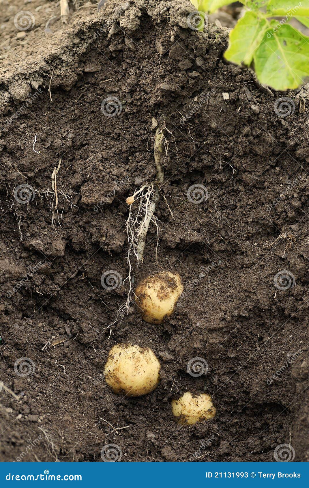 Potato Swift (first Early) Growing in the Ground. Stock Image - Image ...