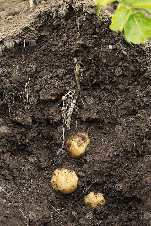 Potato Swift (first Early) Growing in the Ground. Stock Image - Image ...
