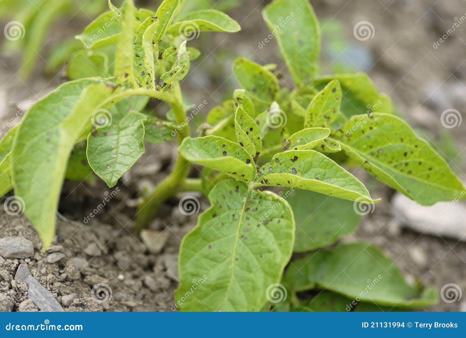 Potato Swift foliage stock photo. Image of ground, field - 21131994