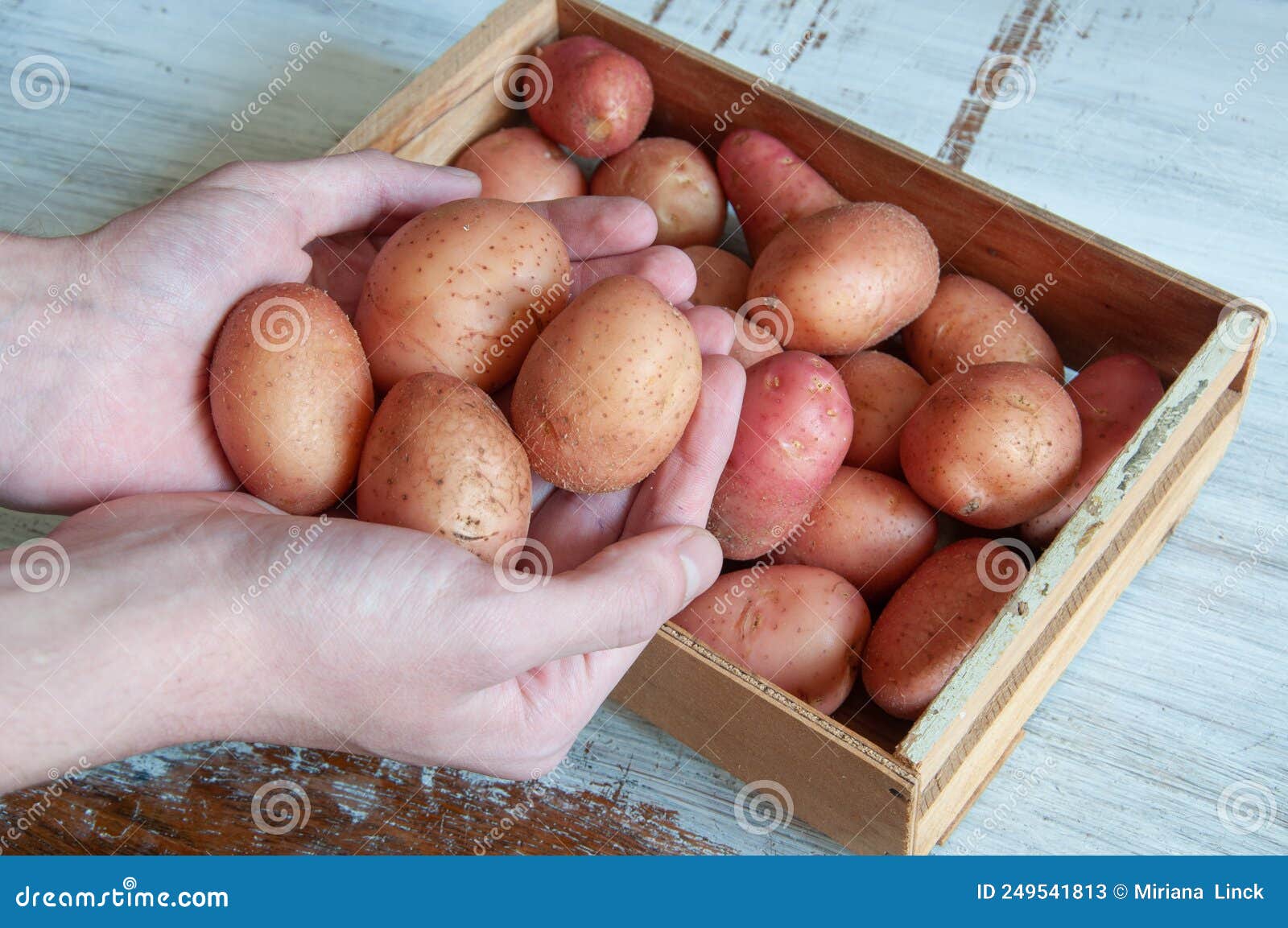 Potato on the table stock image. Image of diet, market - 249541813